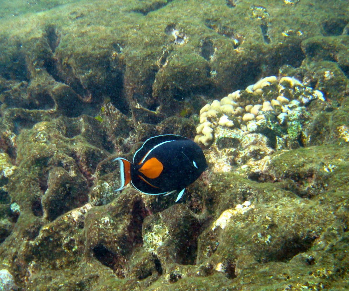 My Four Winds Snorkel Tour: Spotting Tangs - Four Winds Maui Snorkeling ...