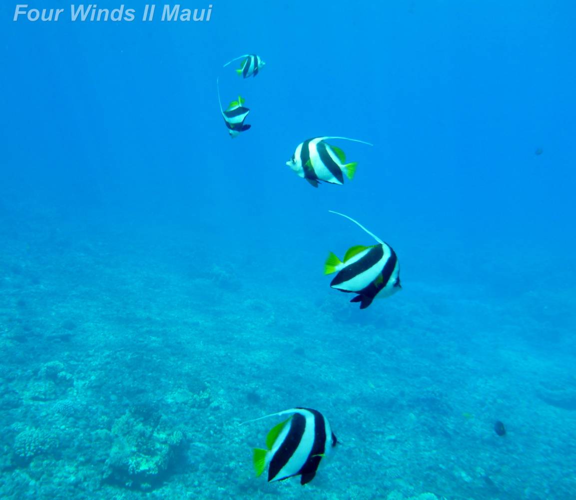 What Fish Will I See While Snorkeling in Maui? - Four Winds Maui ...