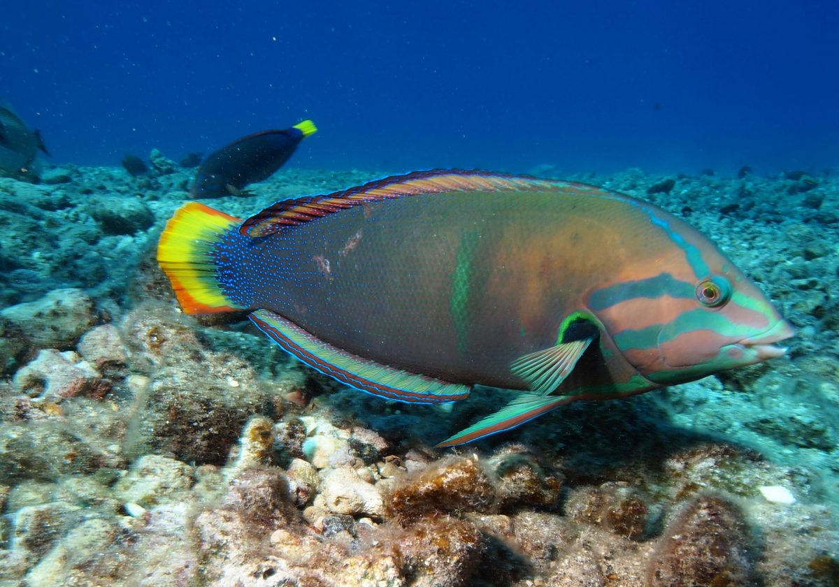What Fish Will I See While Snorkeling in Maui? - Four Winds Maui ...