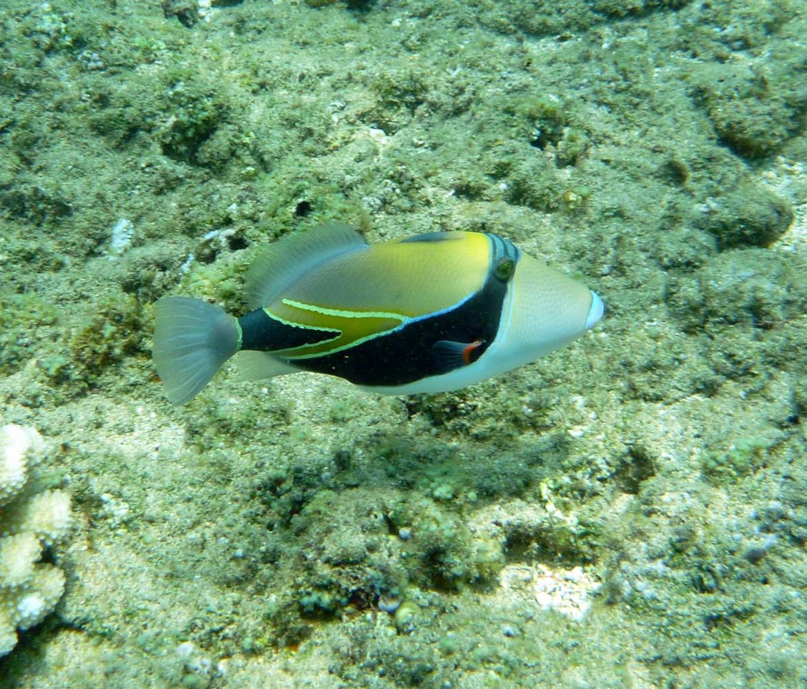 What Fish Will I See While Snorkeling in Maui? - Four Winds Maui ...