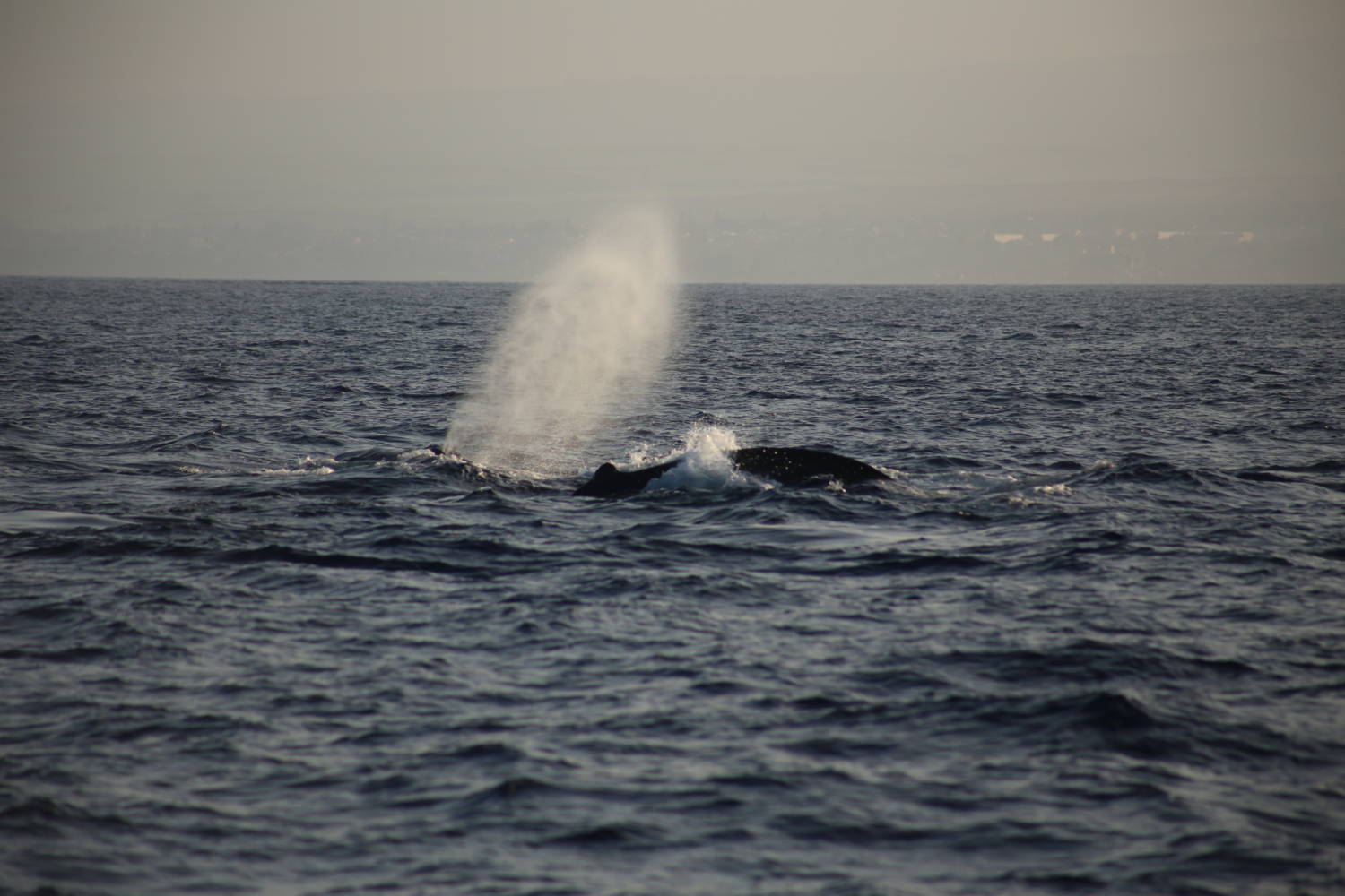 Maui Whale Watching Tours: Whale Watching Maui