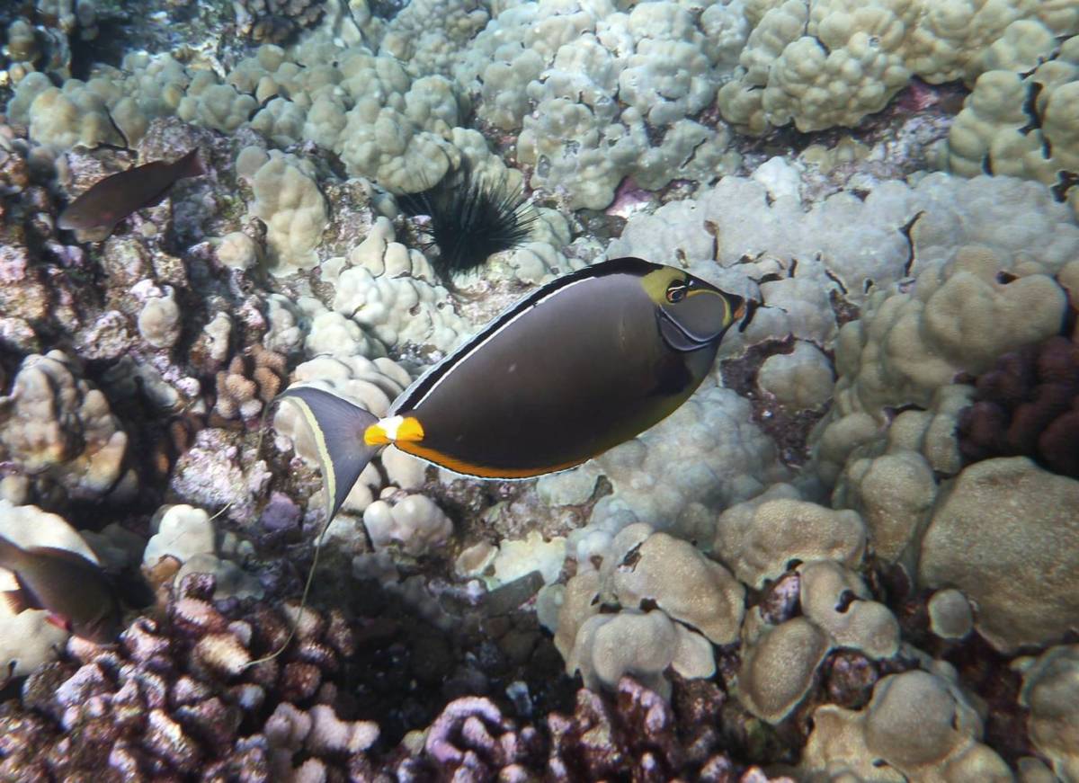 My Four Winds Snorkel Tour: Spotting Tangs - Four Winds Maui Snorkeling ...
