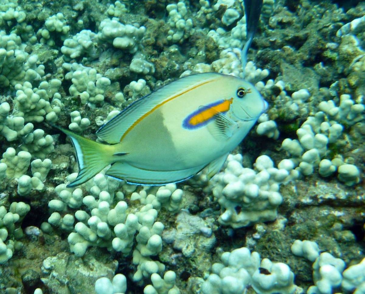 My Four Winds Snorkel Tour: Spotting Tangs - Four Winds Maui Snorkeling ...