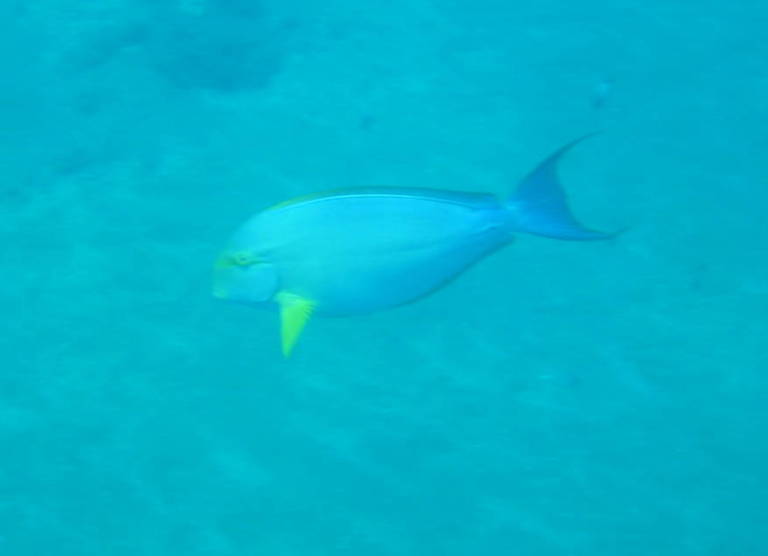 What Fish Will I See While Snorkeling in Maui? - Four Winds Maui ...