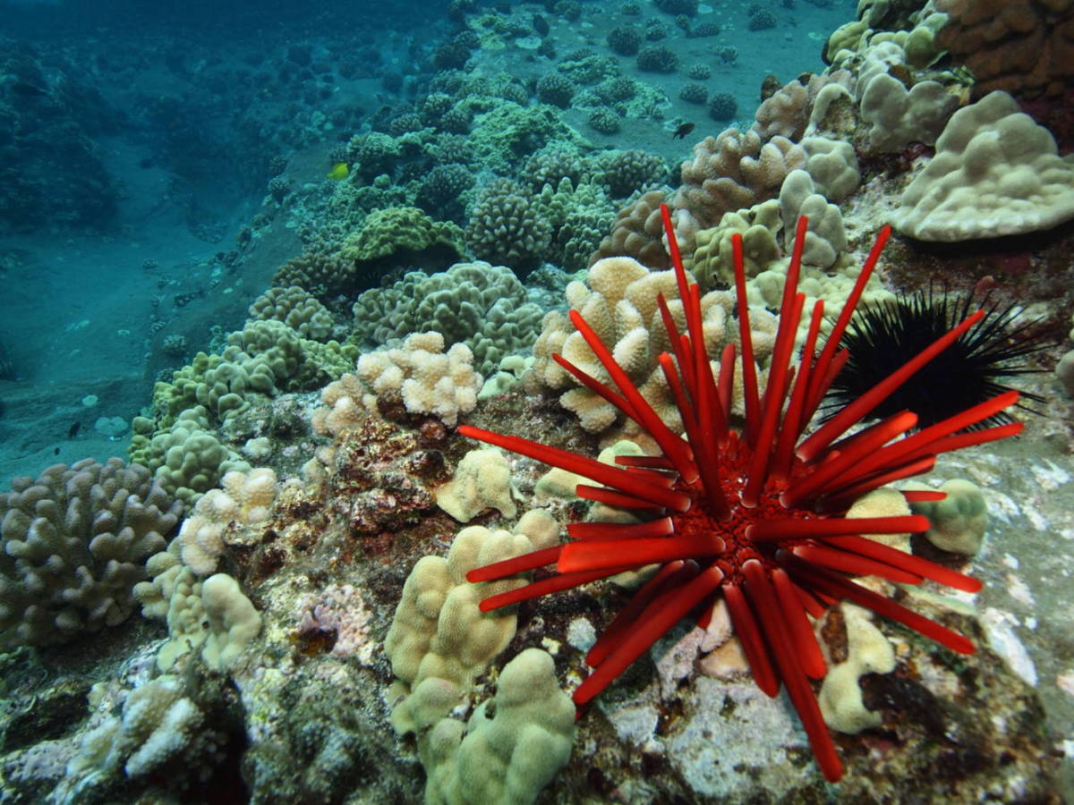 What Fish Will I See While Snorkeling in Maui? - Four Winds Maui ...