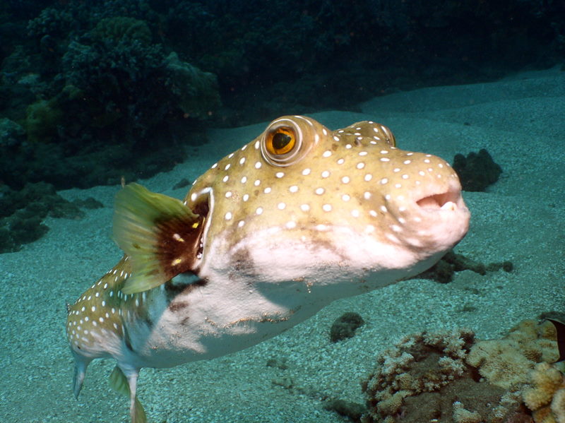 What Fish Will I See While Snorkeling in Maui? - Four Winds Maui ...