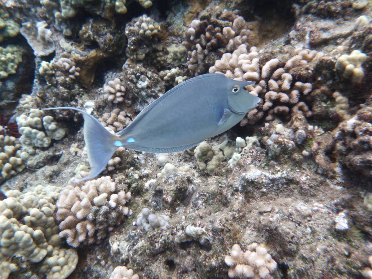 My Four Winds Snorkel Tour: Spotting Tangs - Four Winds Maui Snorkeling ...