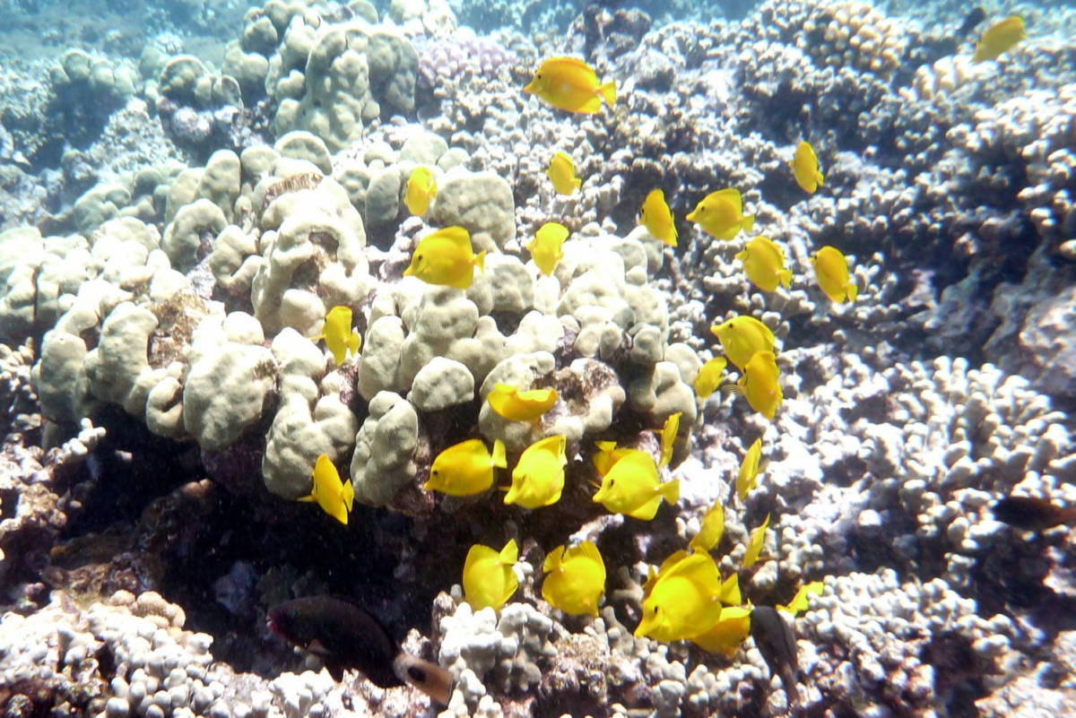 My Four Winds Snorkel Tour: Spotting Tangs - Four Winds Maui Snorkeling ...