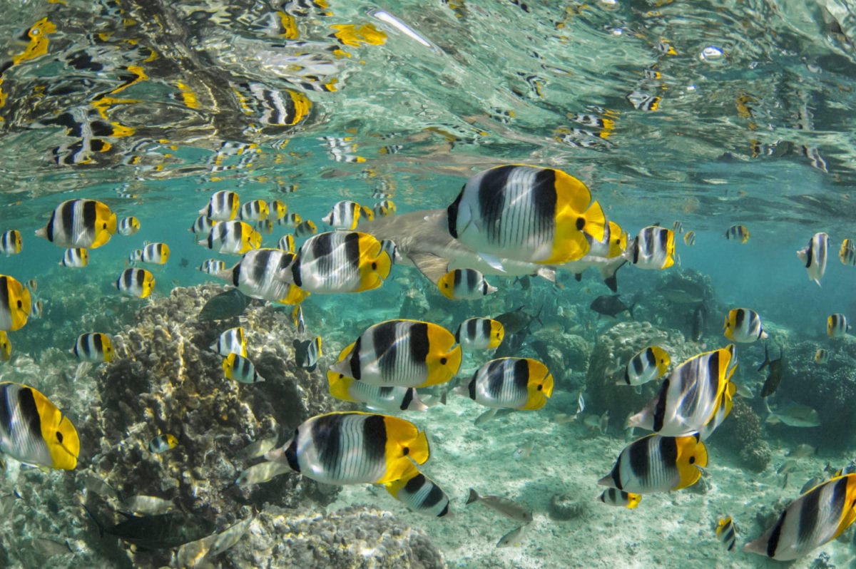 What Fish Will I See While Snorkeling in Maui? - Four Winds Maui ...