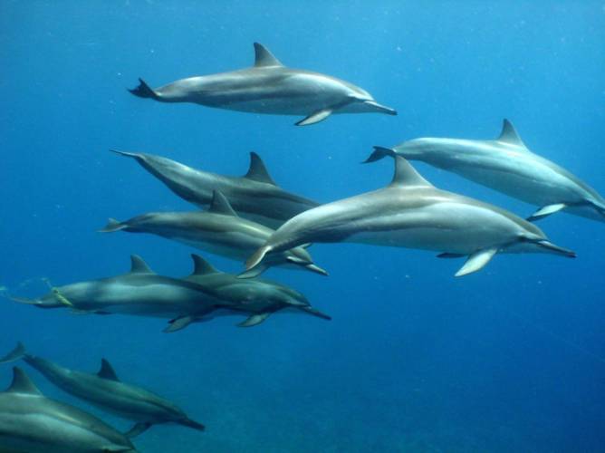 Dolphins in Maui - Can you swim with dolphins in Maui?