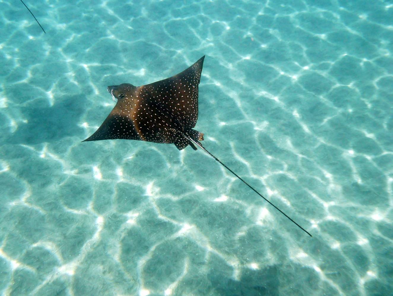 Spotted Eagle Ray - Four Winds