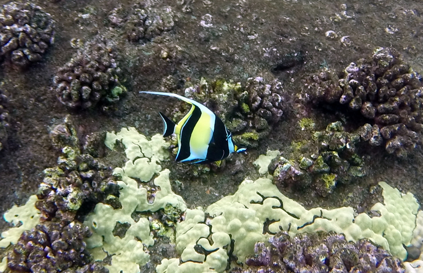 What Fish Will I See While Snorkeling in Maui? - Four Winds Maui ...