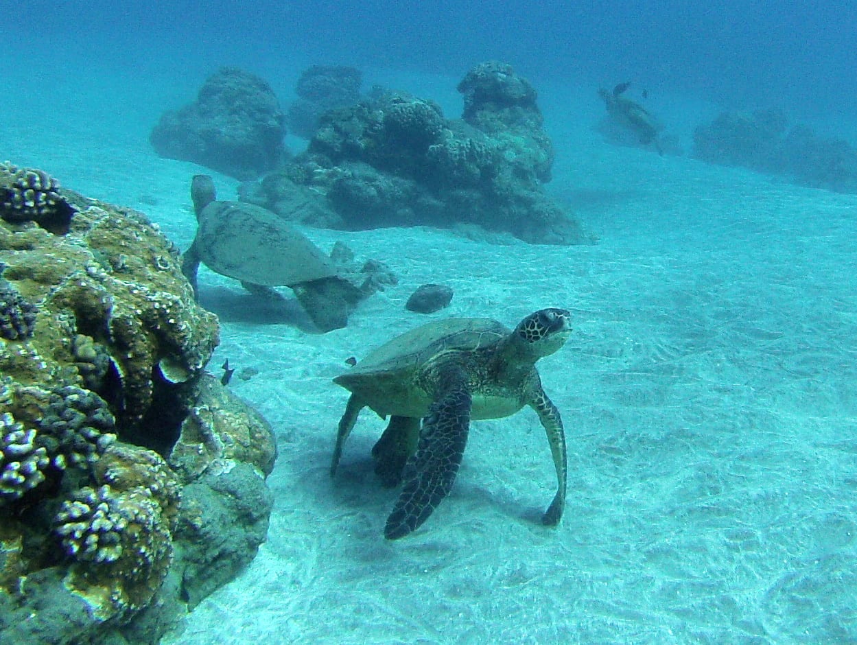 Olowalu Reef & West Maui Area - Four Winds Maui Snorkeling Tours