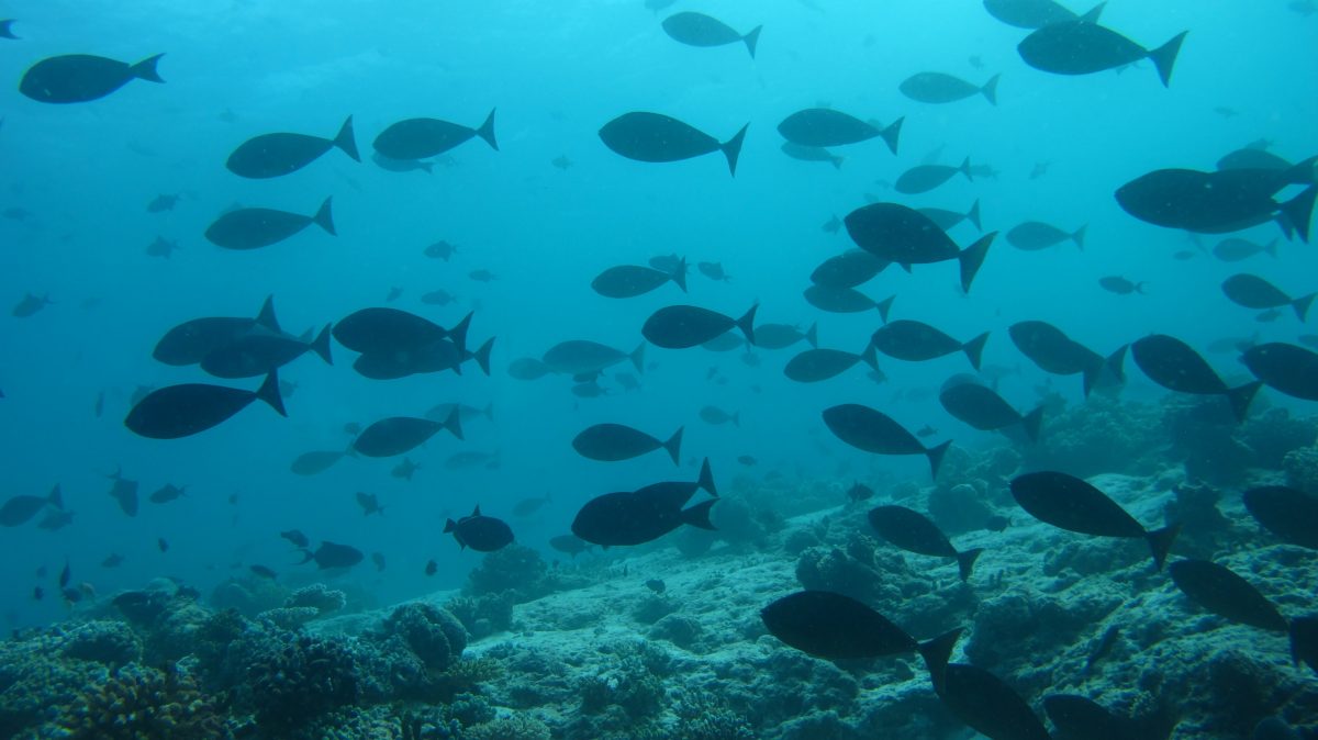 What Fish Will I See While Snorkeling in Maui? - Four Winds Maui ...