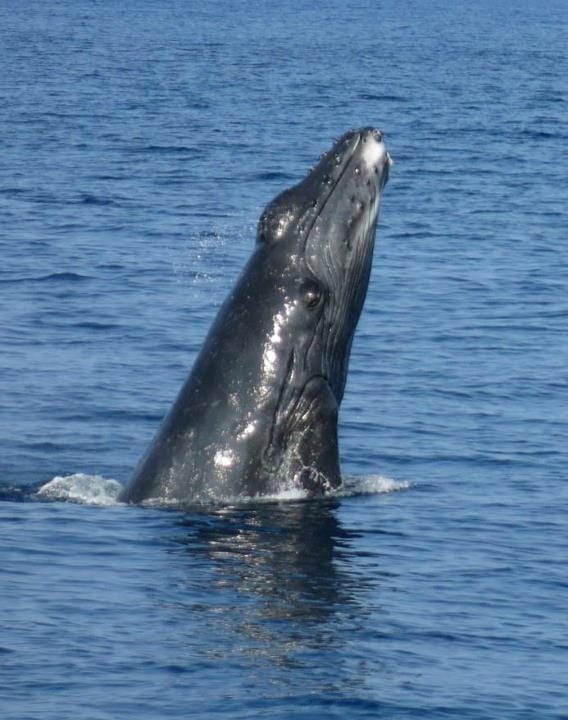Maui Whale Watching Tours: Whale Watching Maui